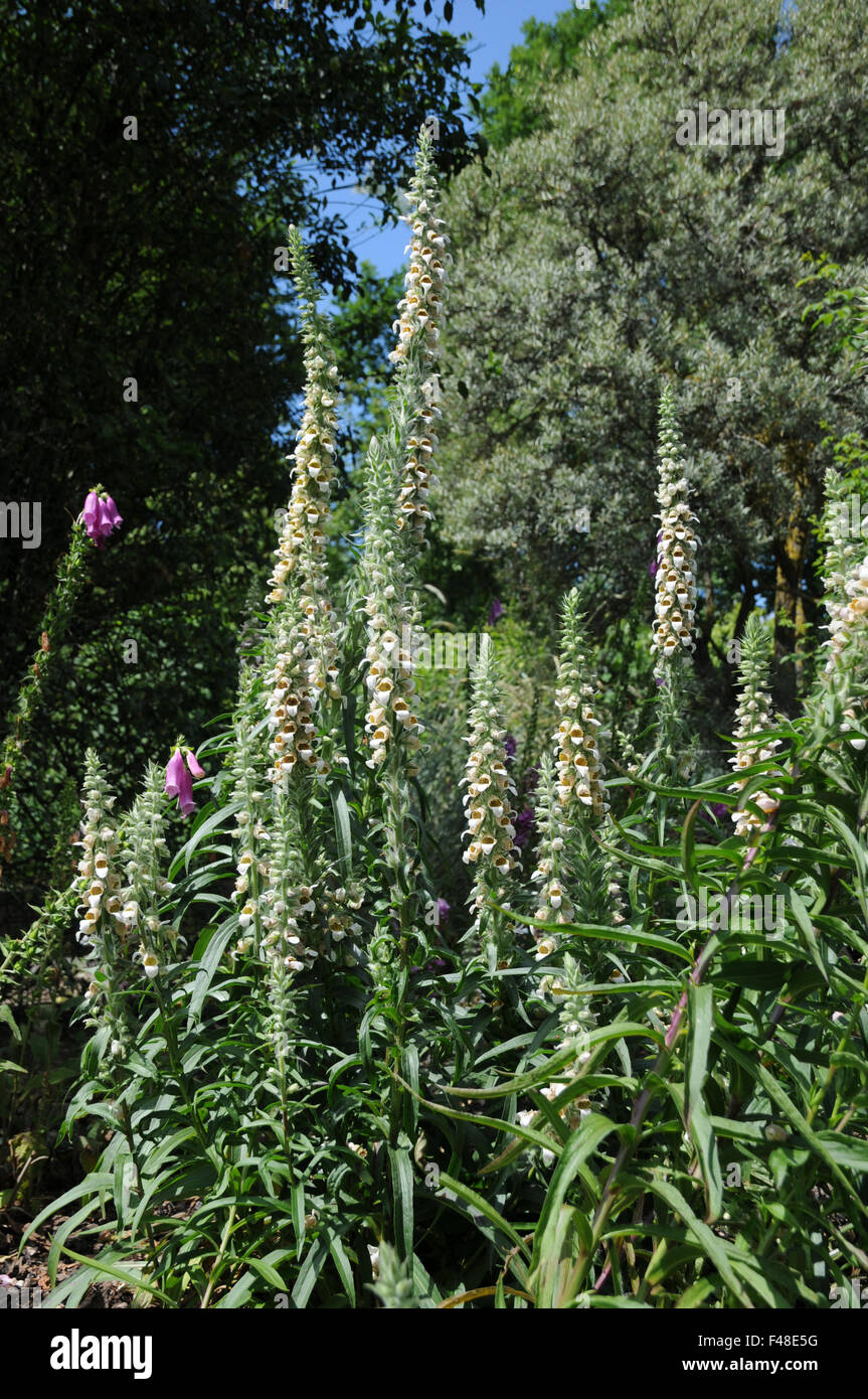 Digitalis lanata hi-res stock photography and images - Alamy