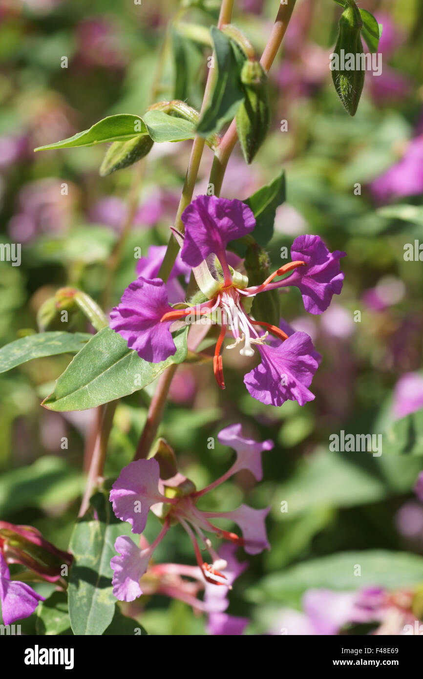 Clarkia hi-res stock photography and images - Alamy