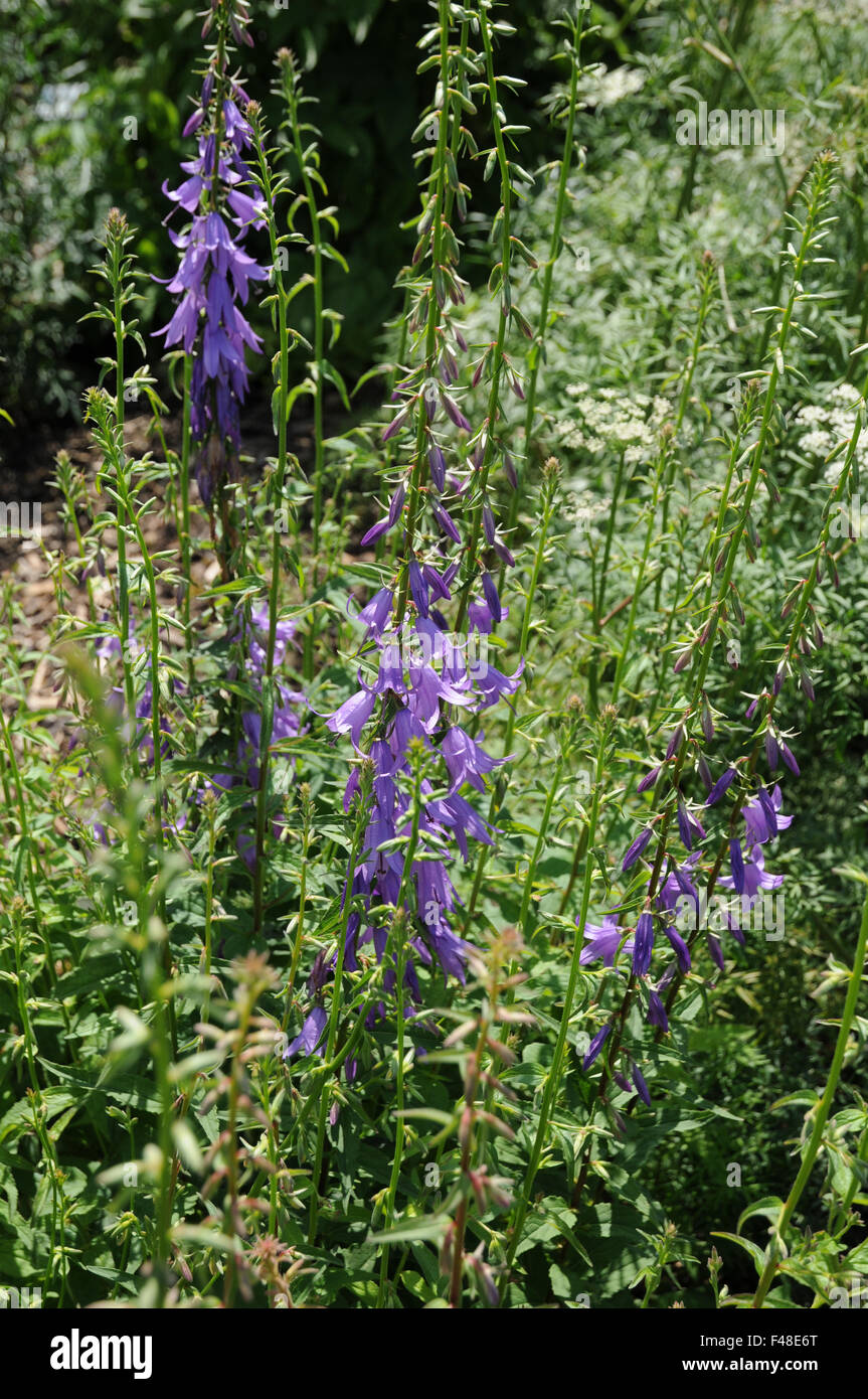 Creeping bellflower hi-res stock photography and images - Alamy