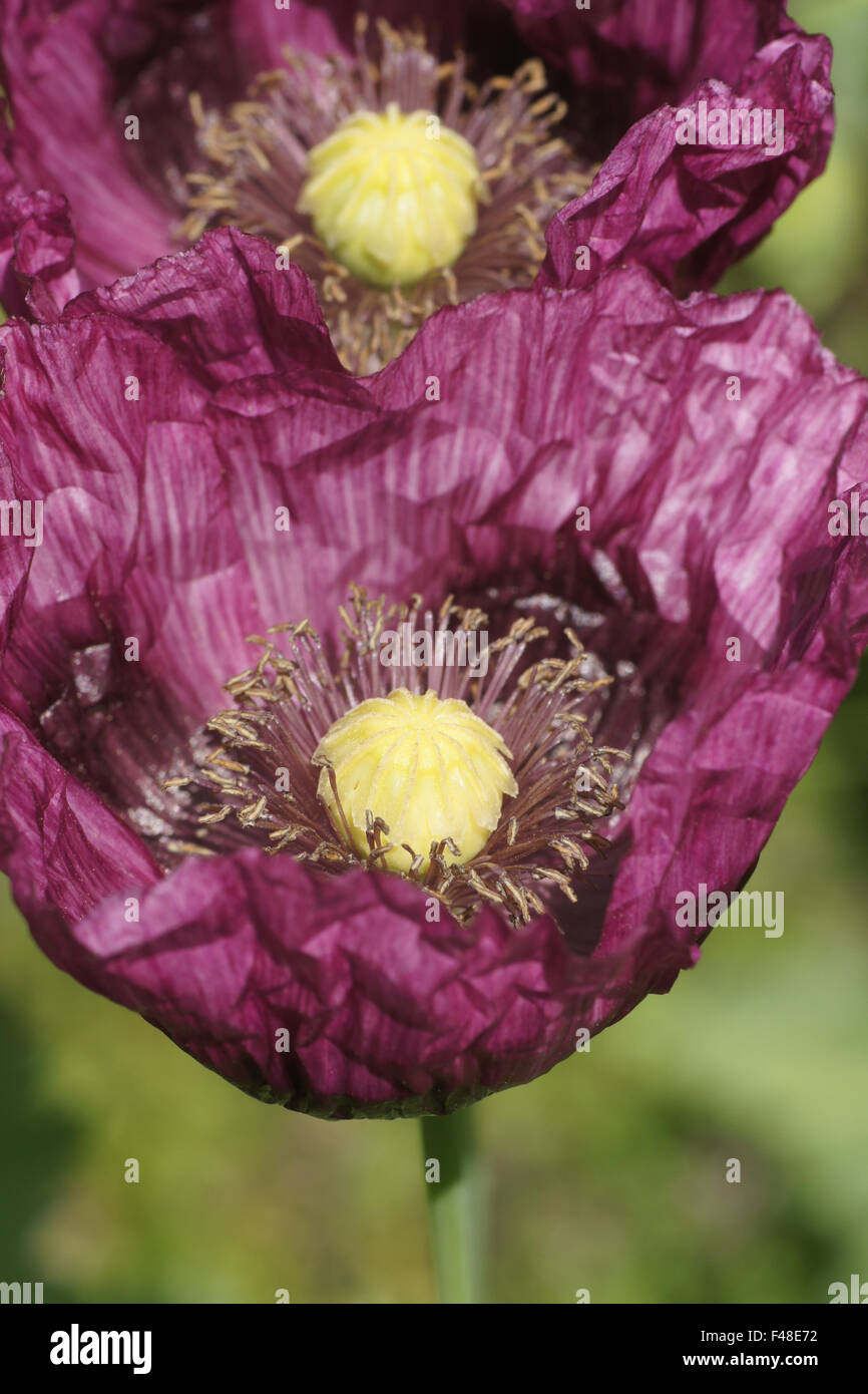 Opium plants hi-res stock photography and images - Alamy