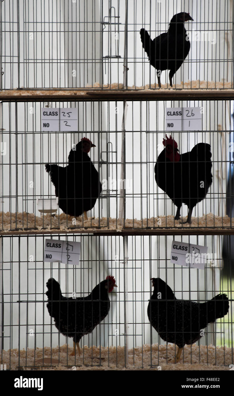 Poultry show cages hi-res stock photography and images - Alamy