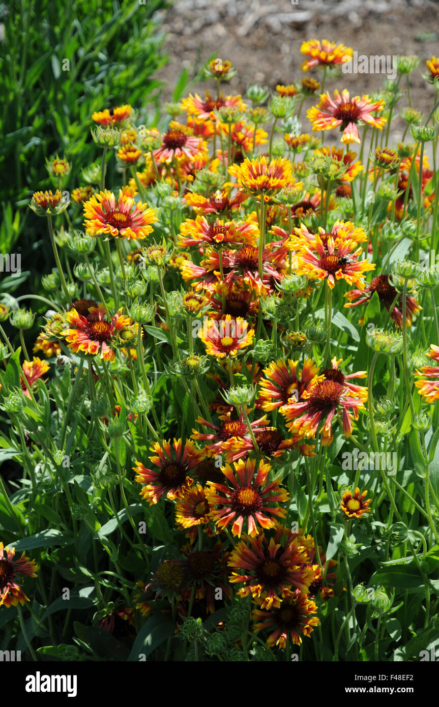 Blanketflower hi-res stock photography and images - Alamy