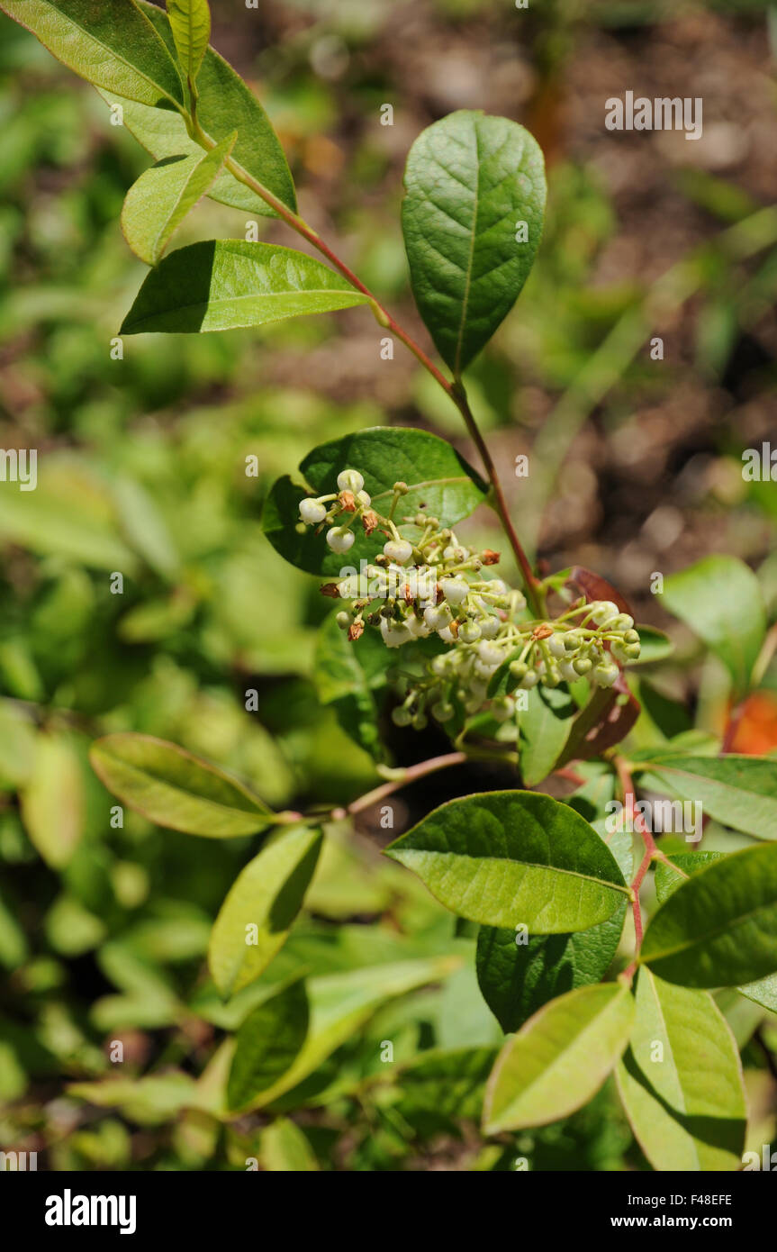 Leucothoe racemosa hi-res stock photography and images - Alamy