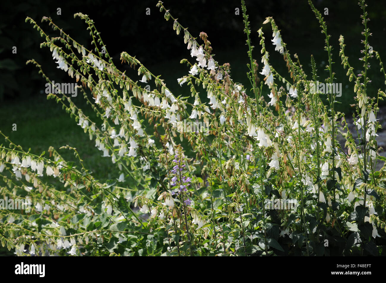 The comish hi-res stock photography and images - Alamy