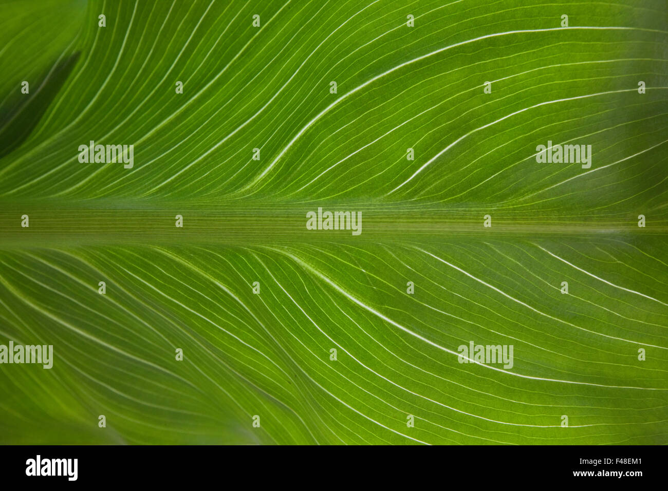 Microphotography of Calla leaf pattern with vein patterns and line ...