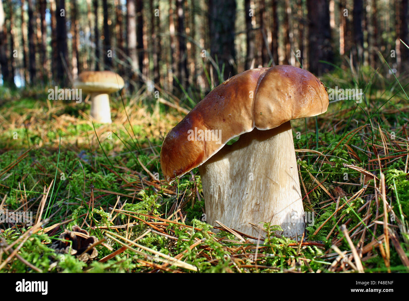 Two mushroom boletus edulis in the forest Stock Photo - Alamy