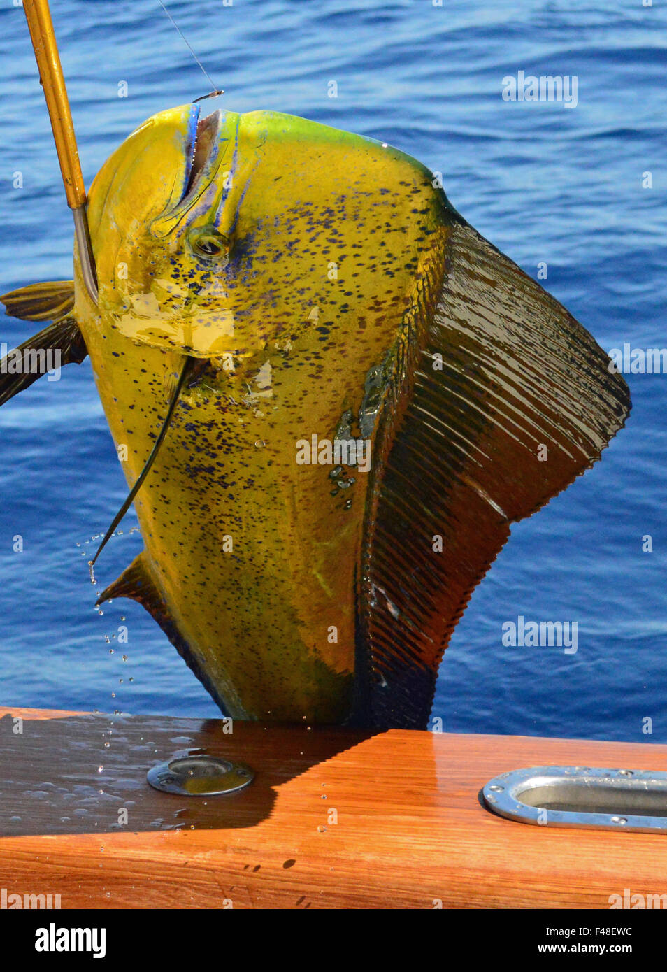 Gaffed fish hi-res stock photography and images - Alamy
