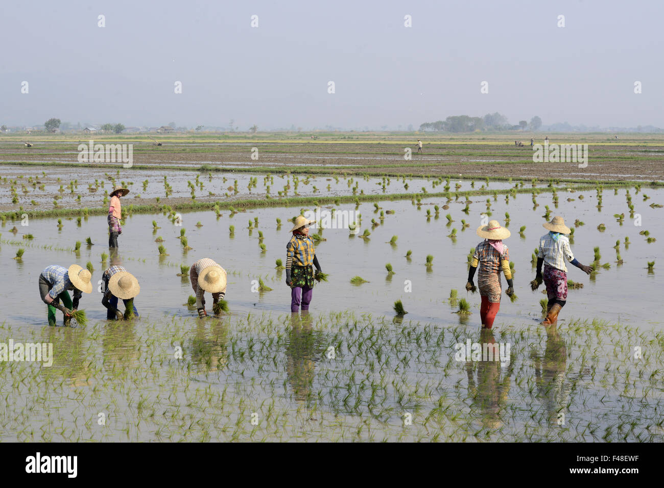 ASIA MYANMAR NYAUNGSHWE RICE FIELD Stock Photo - Alamy