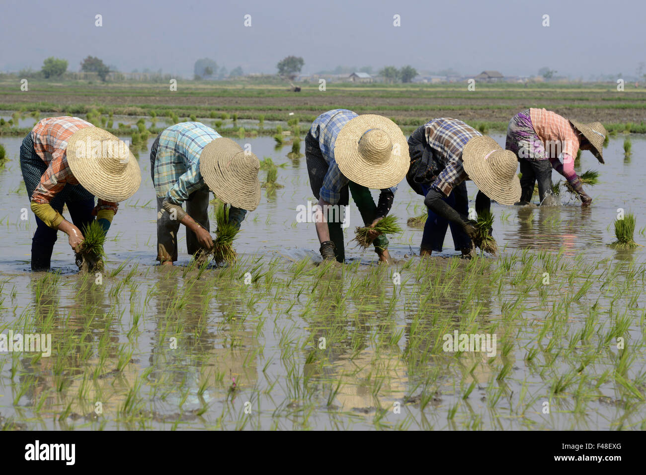 ASIA MYANMAR NYAUNGSHWE RICE FIELD Stock Photo - Alamy