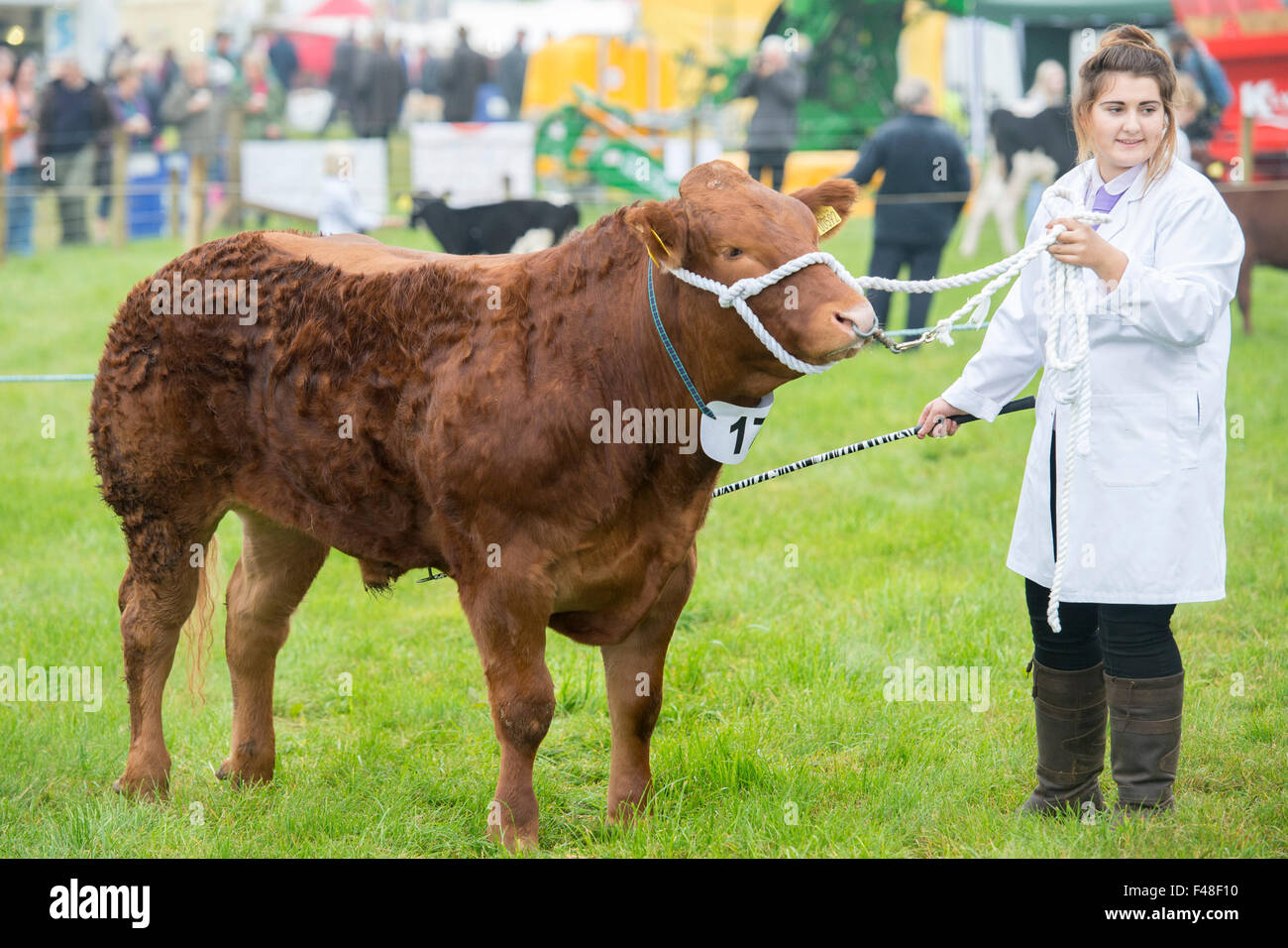 Penistone Show in September 2015 A young Bull is shown by his owner ...