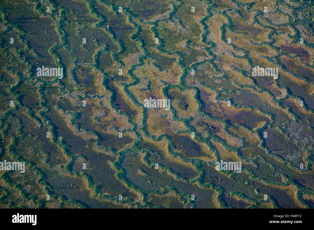 Over swamp hi-res stock photography and images - Alamy