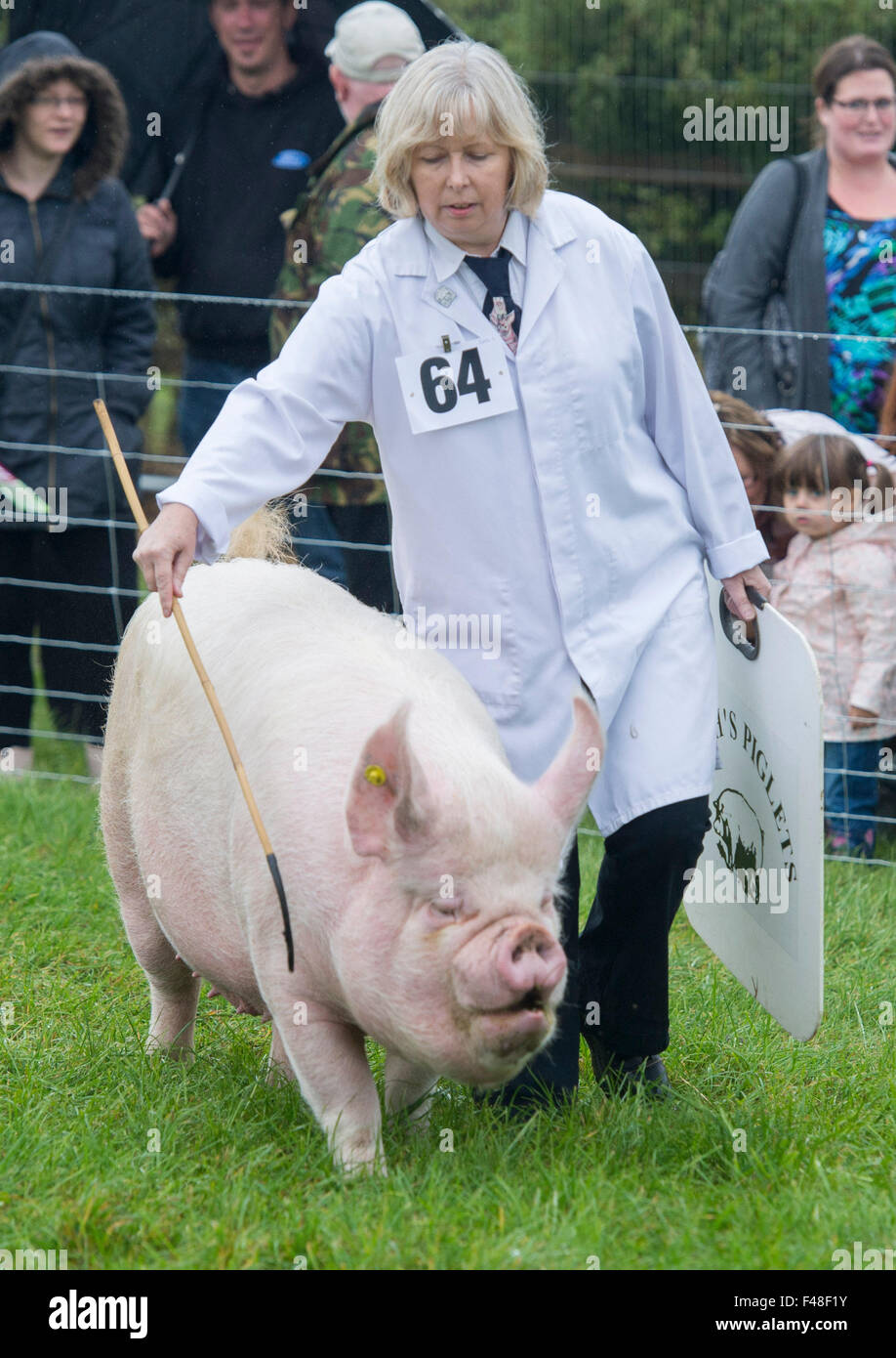 Penistone Show in September 2015 A pig is judged in the showring Stock ...