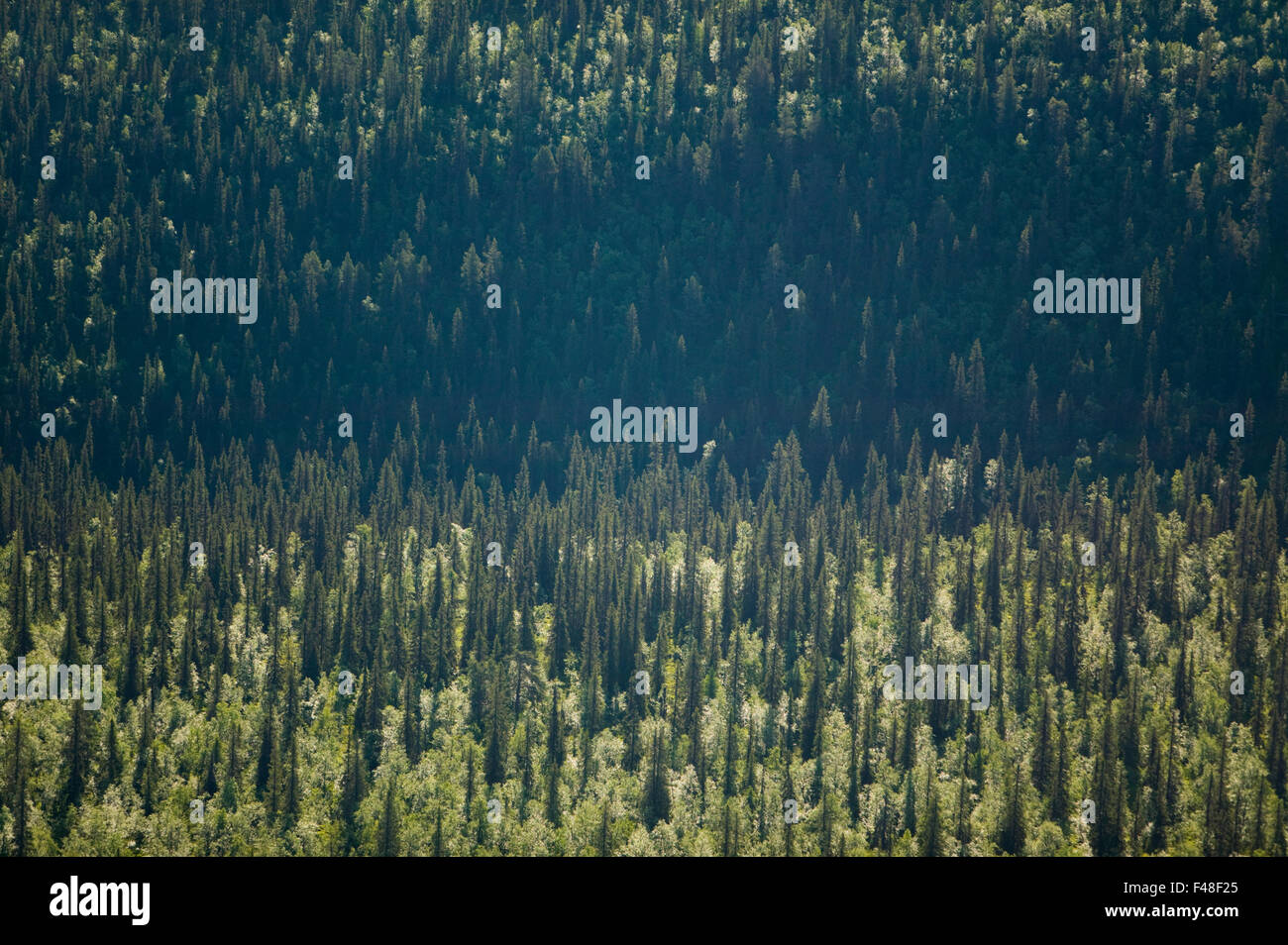 Aerial view of a forest, Sweden Stock Photo - Alamy