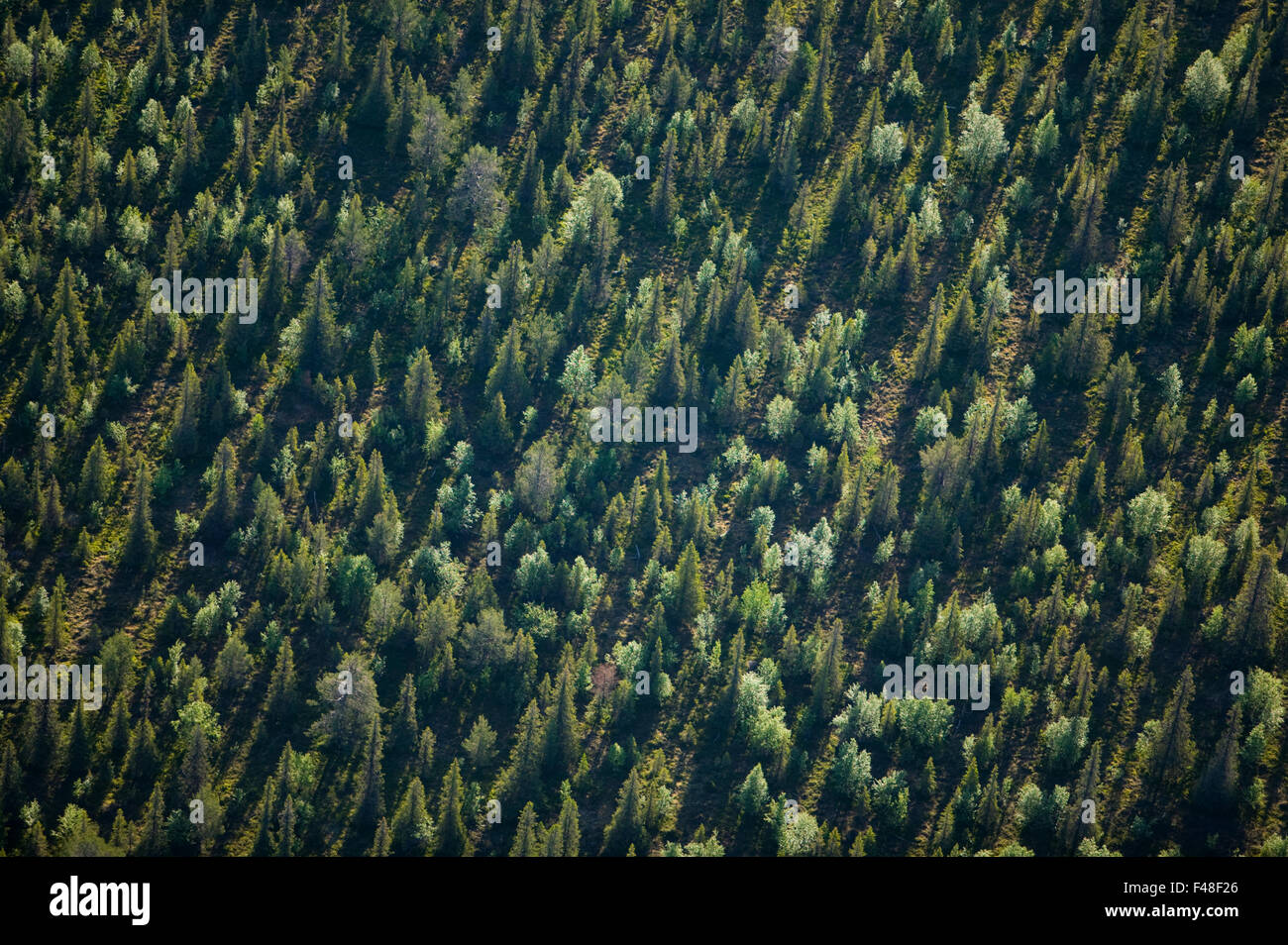 Aerial view of a forest, Sweden Stock Photo - Alamy