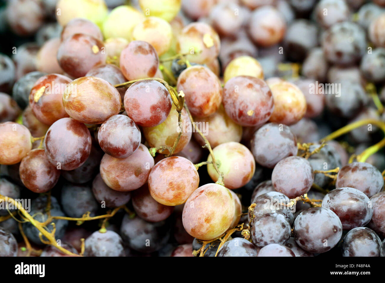 Tasty big dark grapes photographed close up Stock Photo - Alamy