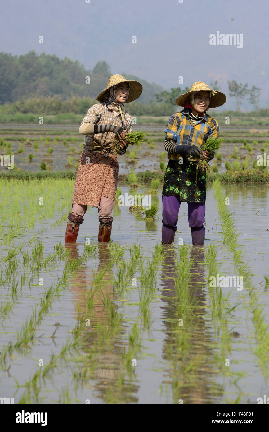 ASIA MYANMAR NYAUNGSHWE RICE FIELD Stock Photo - Alamy