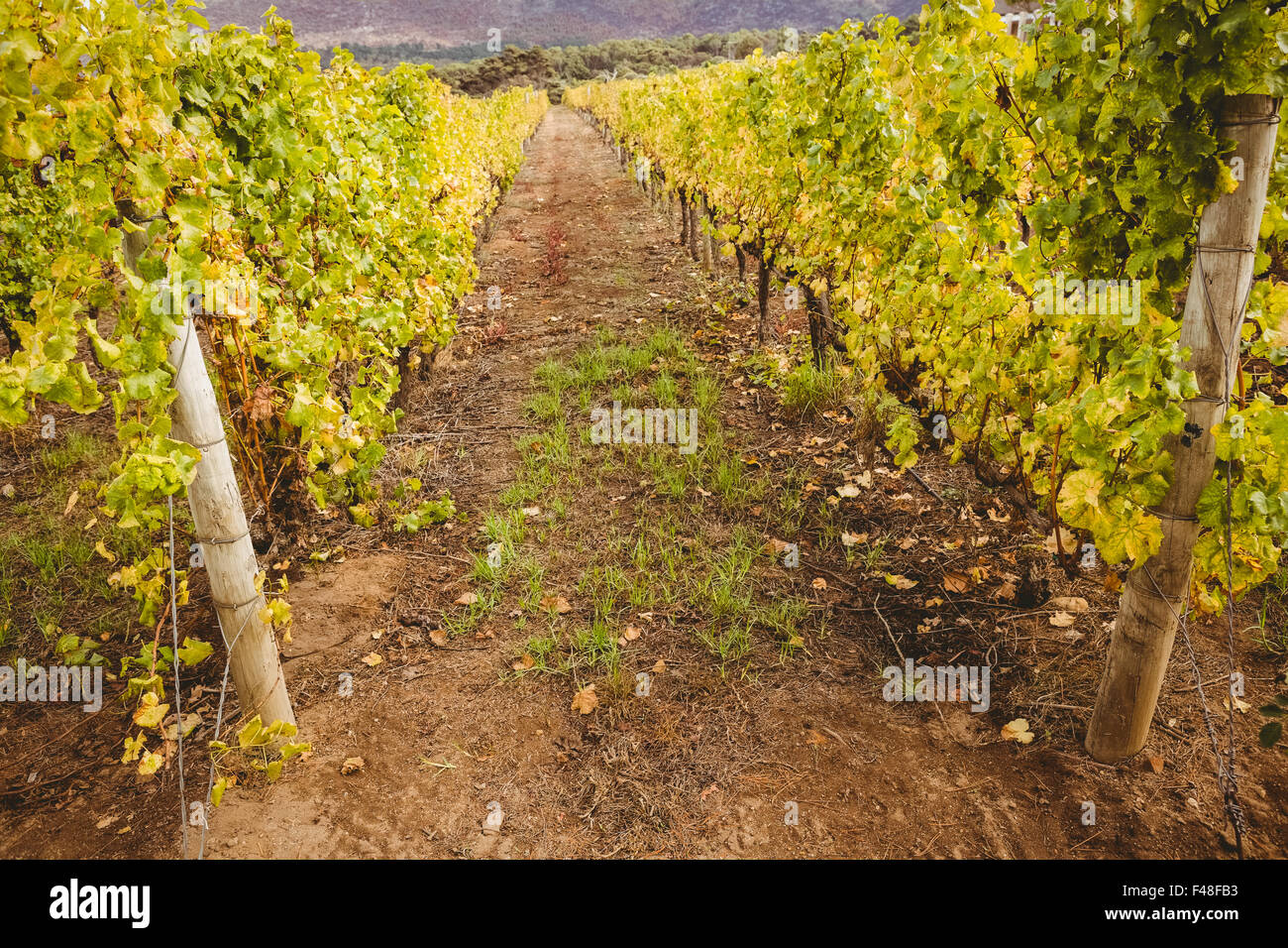 Landscape of a beautiful vineyard Stock Photo - Alamy