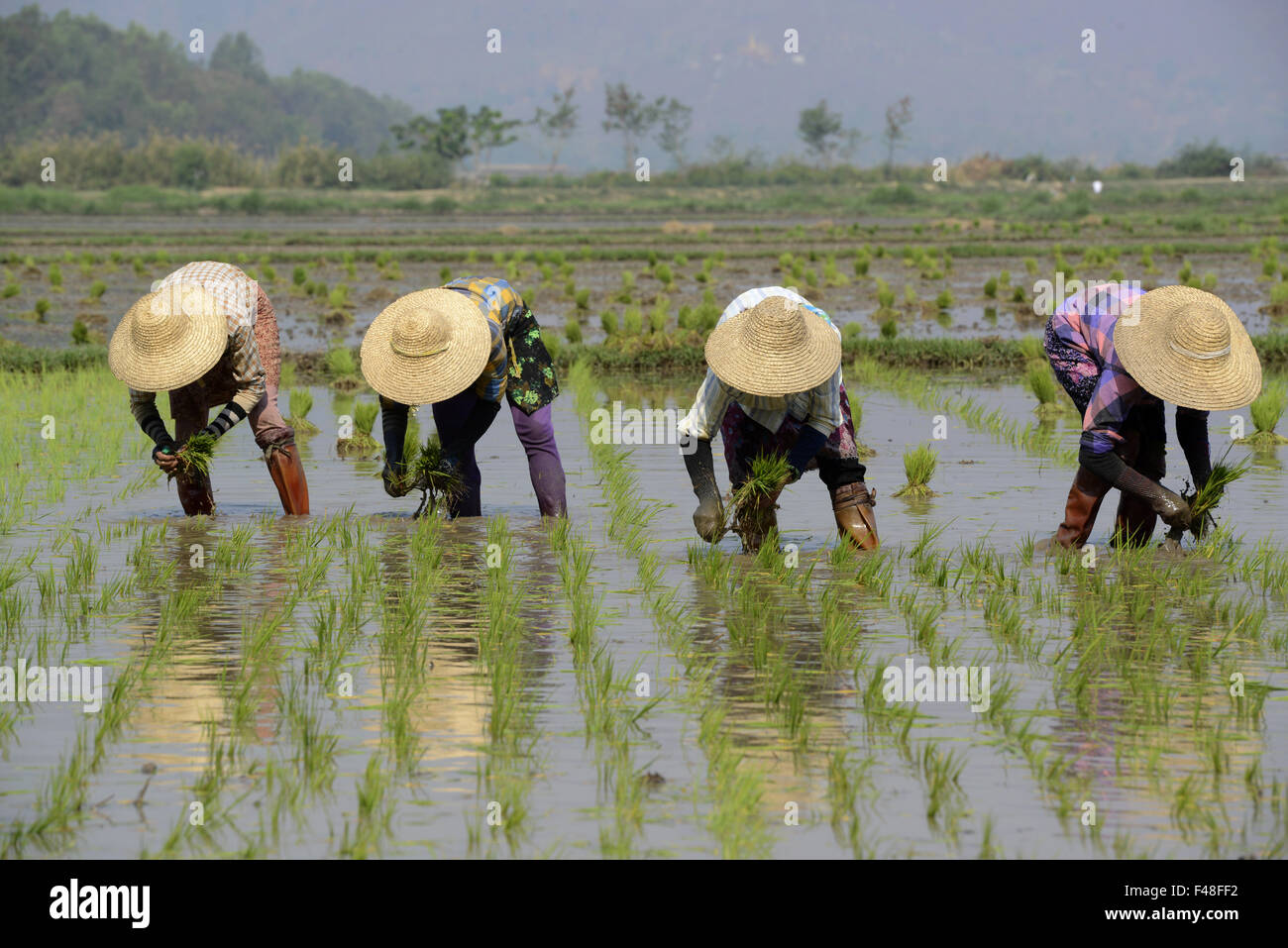 ASIA MYANMAR NYAUNGSHWE RICE FIELD Stock Photo - Alamy