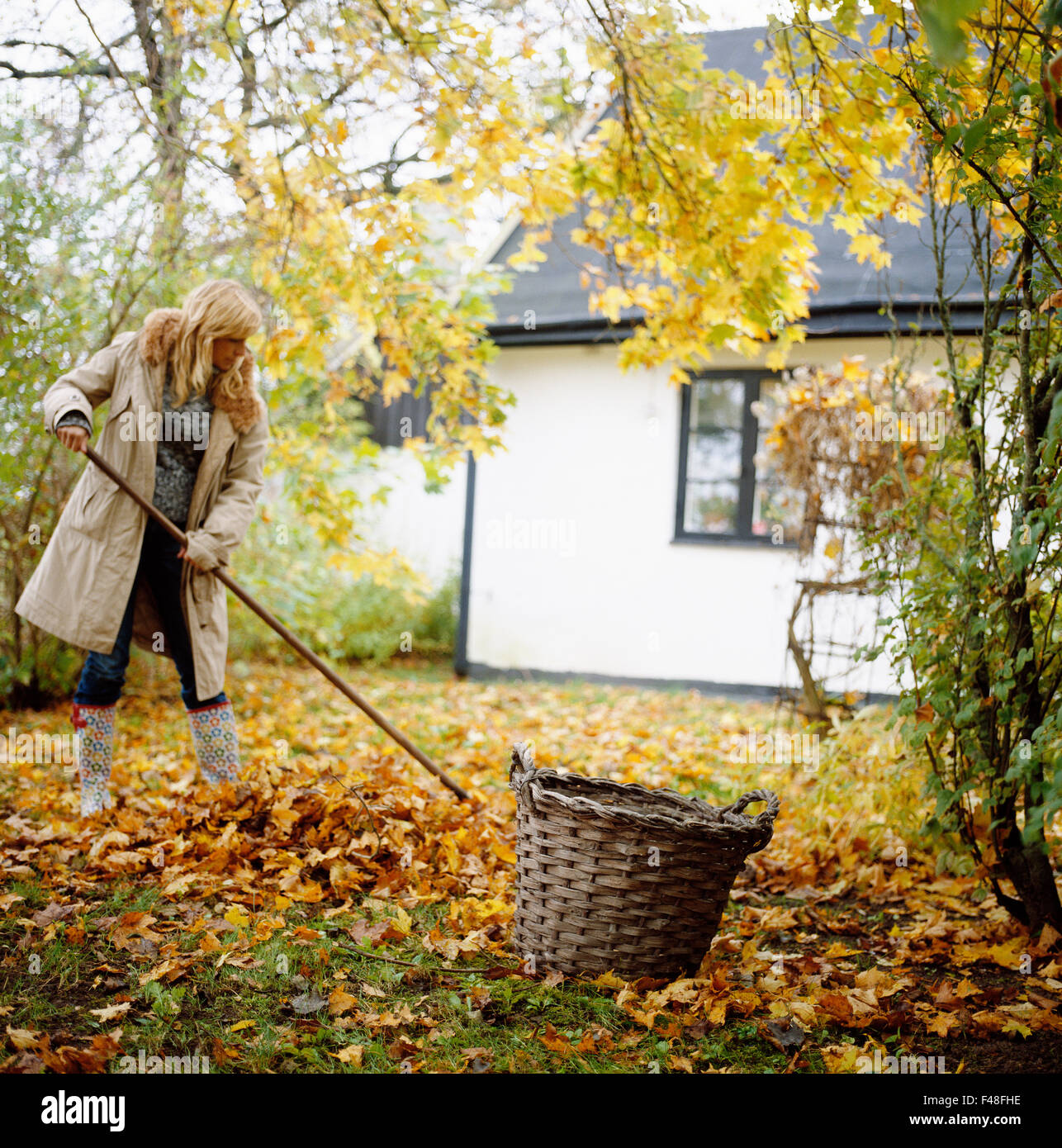 A woman raking leaves together, Sweden Stock Photo - Alamy