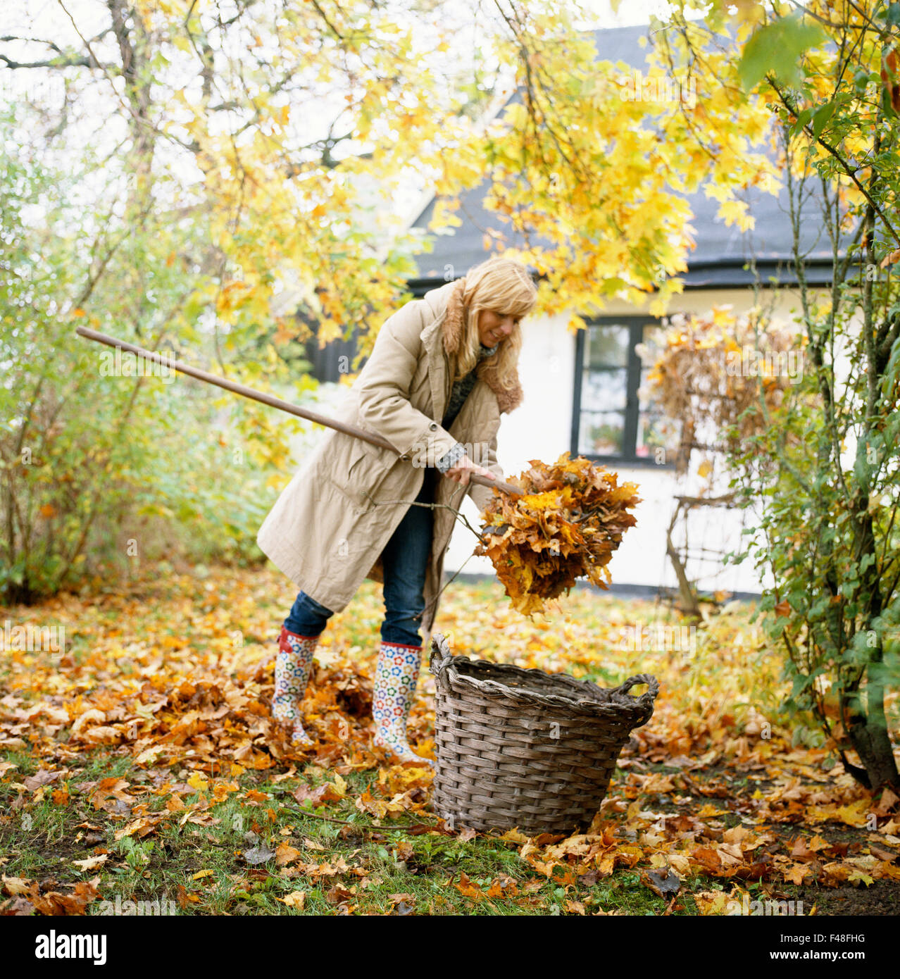 A woman raking leaves together, Sweden Stock Photo - Alamy