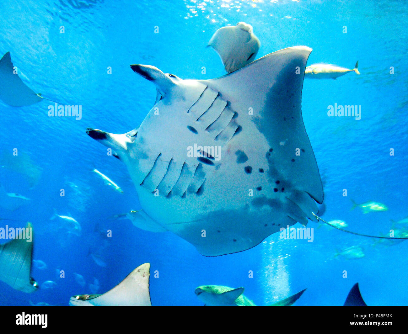 Manta ray aquarium hi-res stock photography and images - Alamy