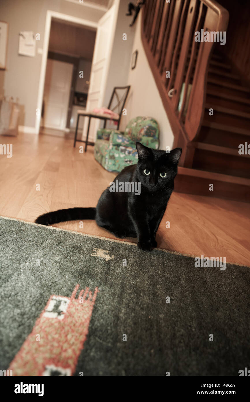 A black cat in a hallway, Sweden Stock Photo - Alamy
