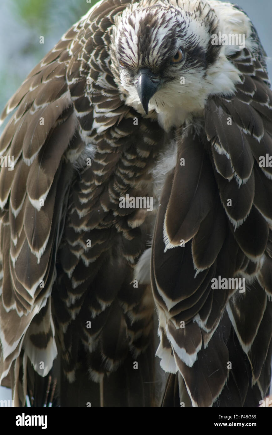 Close up osprey hi-res stock photography and images - Alamy