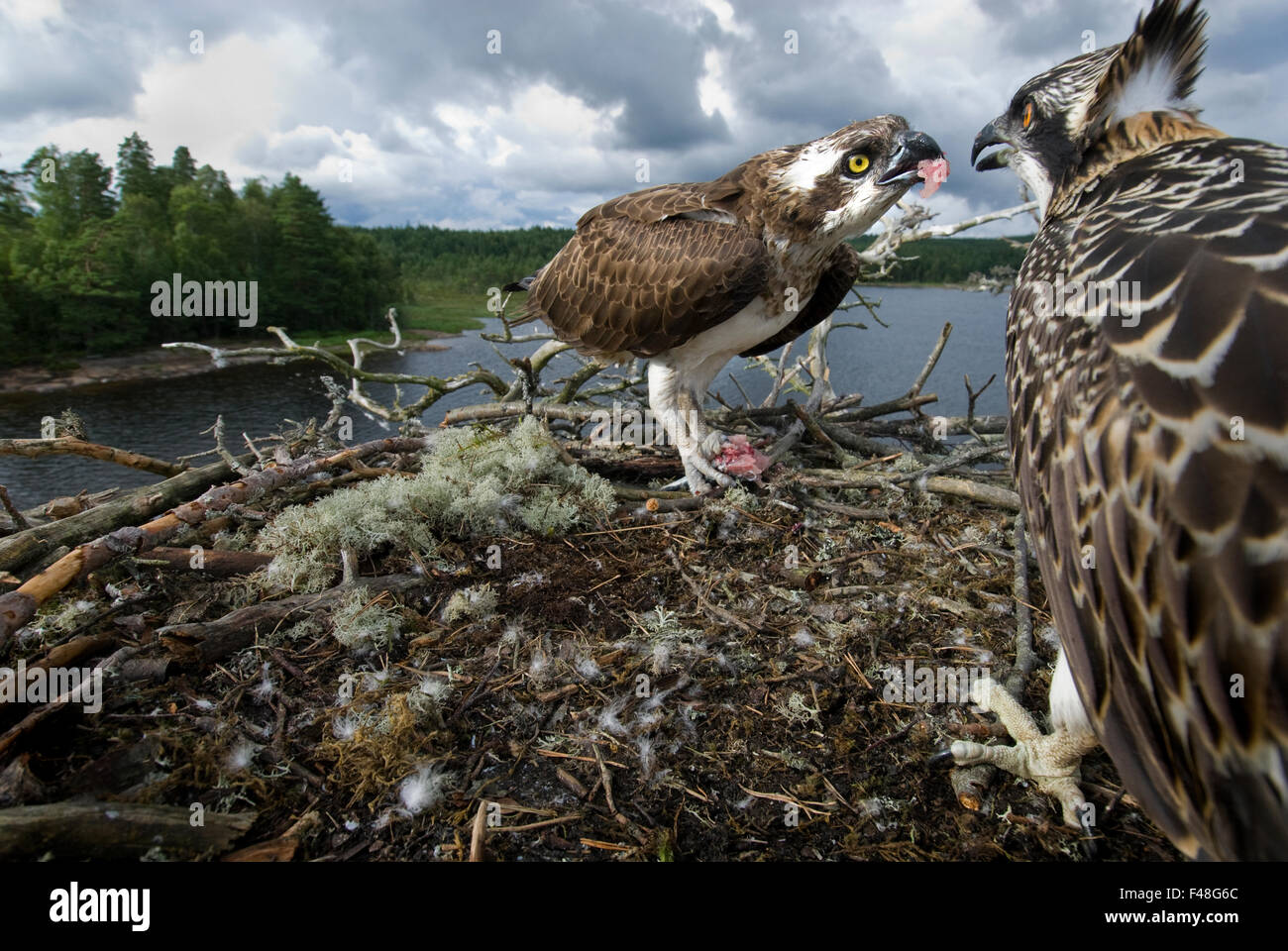 Ospreys hi-res stock photography and images - Alamy