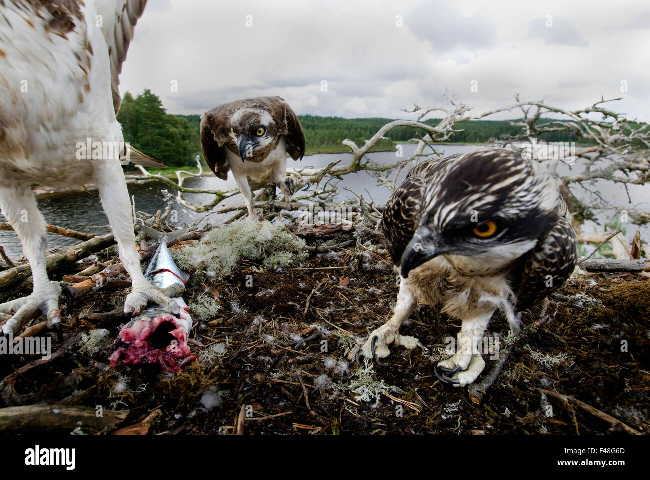 Ospreys hi-res stock photography and images - Alamy