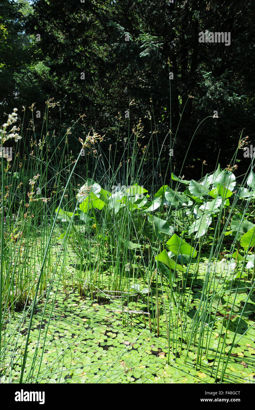 Club rush scirpus lacustris hi-res stock photography and images - Alamy