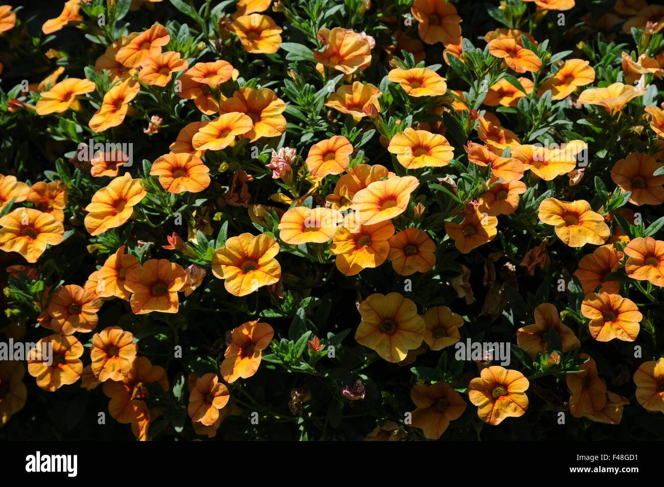 Calibrachoa Cultivars Aloha Kona Mango Stock Photo - Alamy