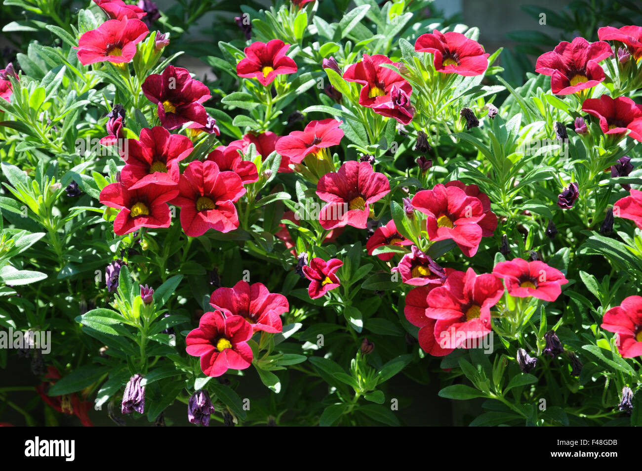 Calibrachoa Cultivars Aloha Kona Cherry Red Stock Photo - Alamy