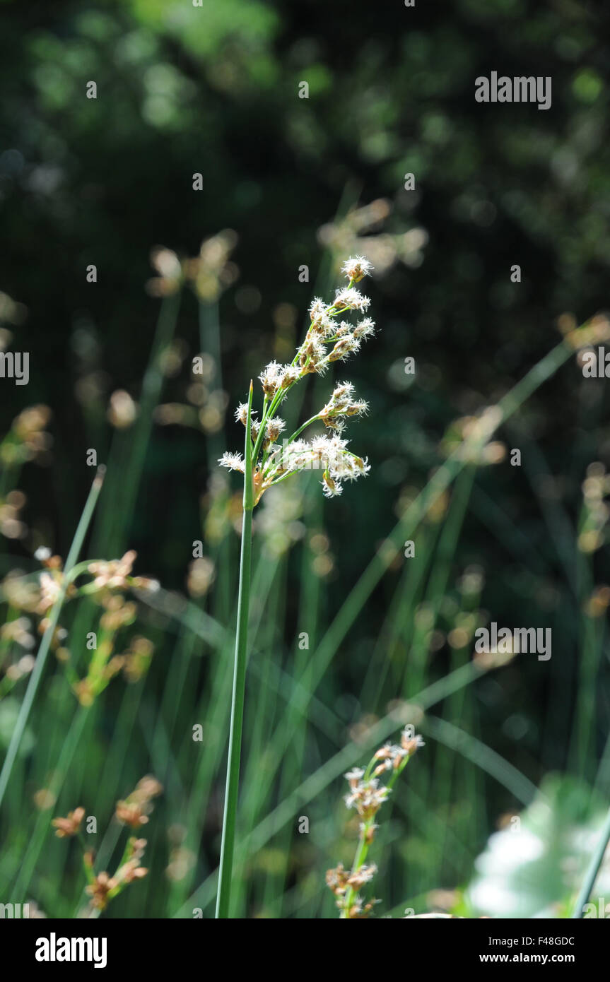 Club rush scirpus lacustris hi-res stock photography and images - Alamy