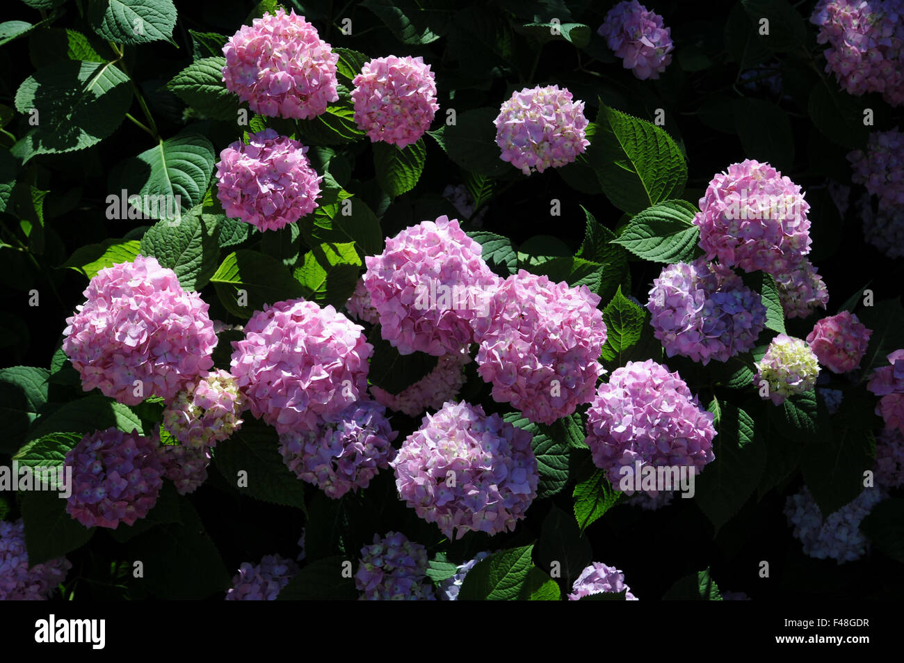 Hortensie hydrangea macrophylla bauernhortensie hi-res stock ...