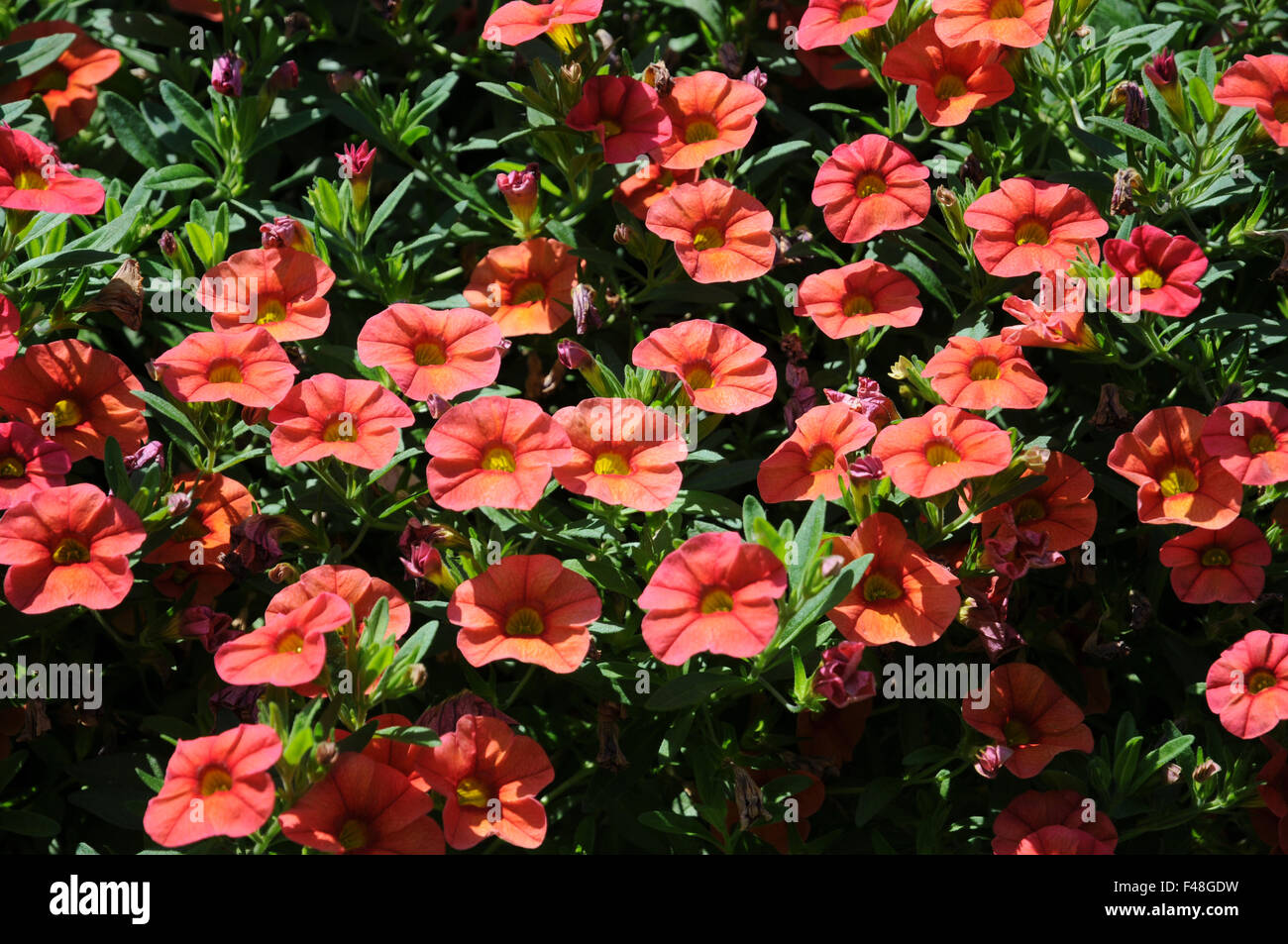 Calibrachoa Cultivars Aloha Kona Mandarin Stock Photo - Alamy