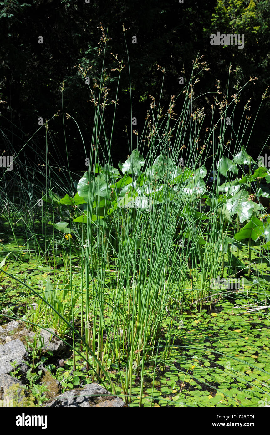 Club rush scirpus lacustris hi-res stock photography and images - Alamy