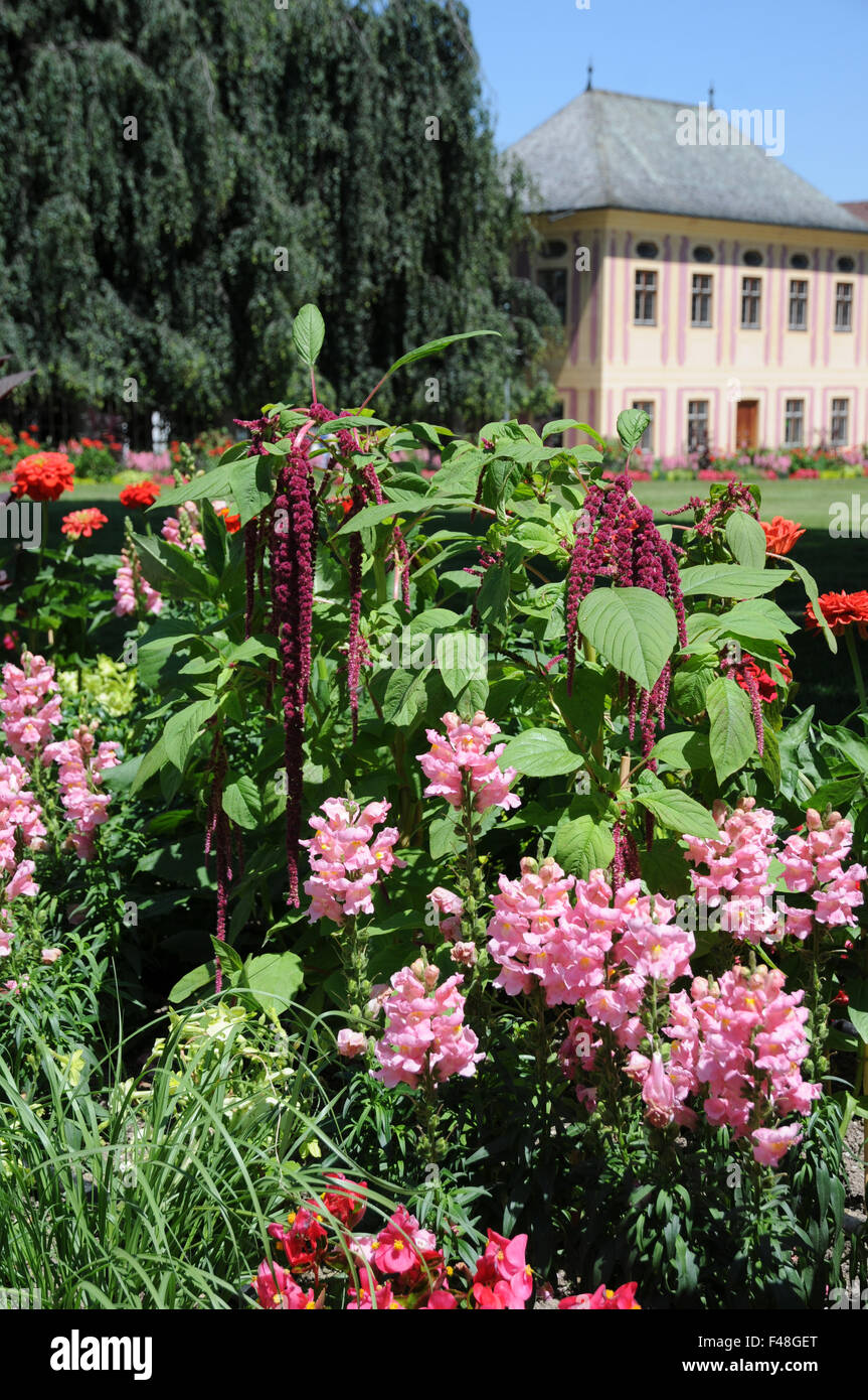 Love lies bleeding flowers hi-res stock photography and images - Alamy