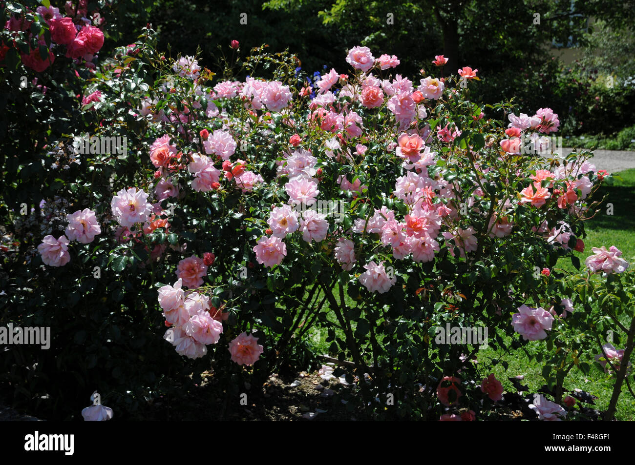 Vinesse flower hi-res stock photography and images - Alamy