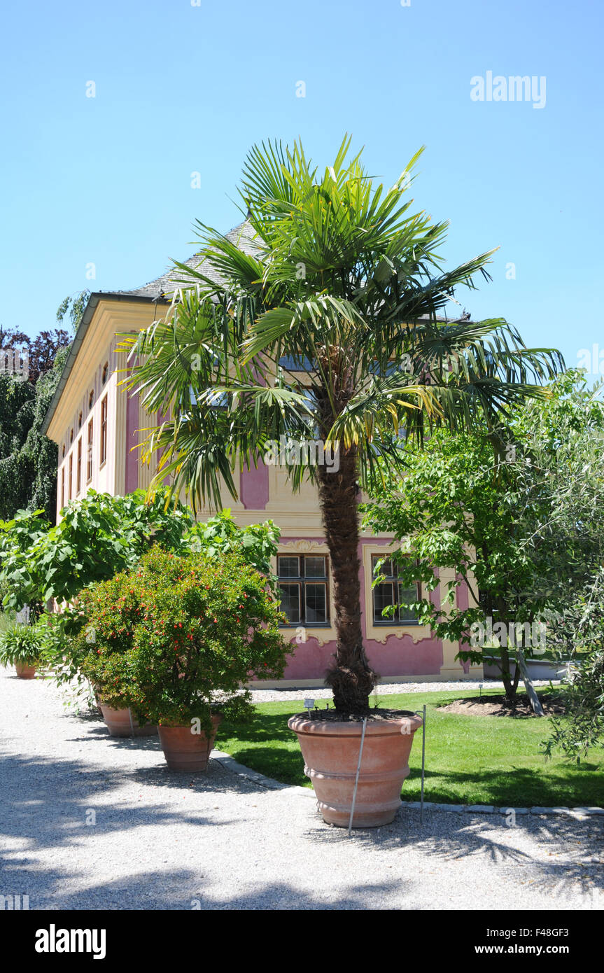 Chinese windmill palm tree hi-res stock photography and images - Alamy