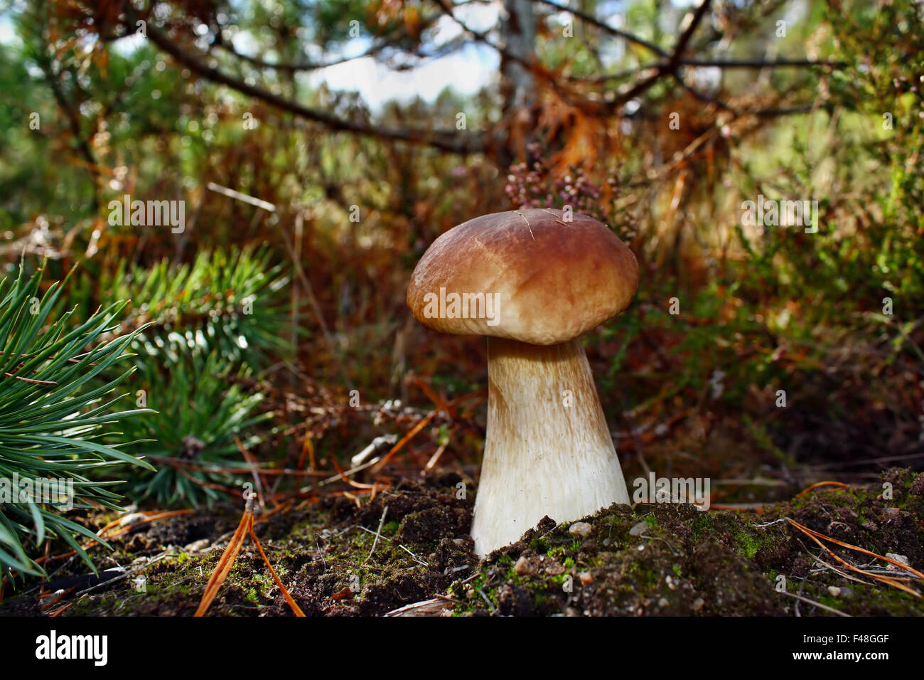 Boletus edible mushroom in the forest Stock Photo - Alamy