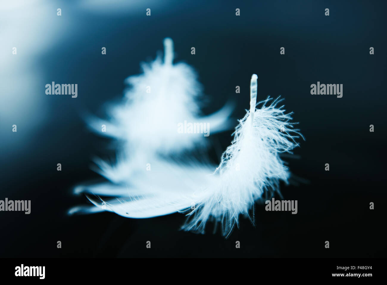 Feathers in water, Sweden Stock Photo - Alamy