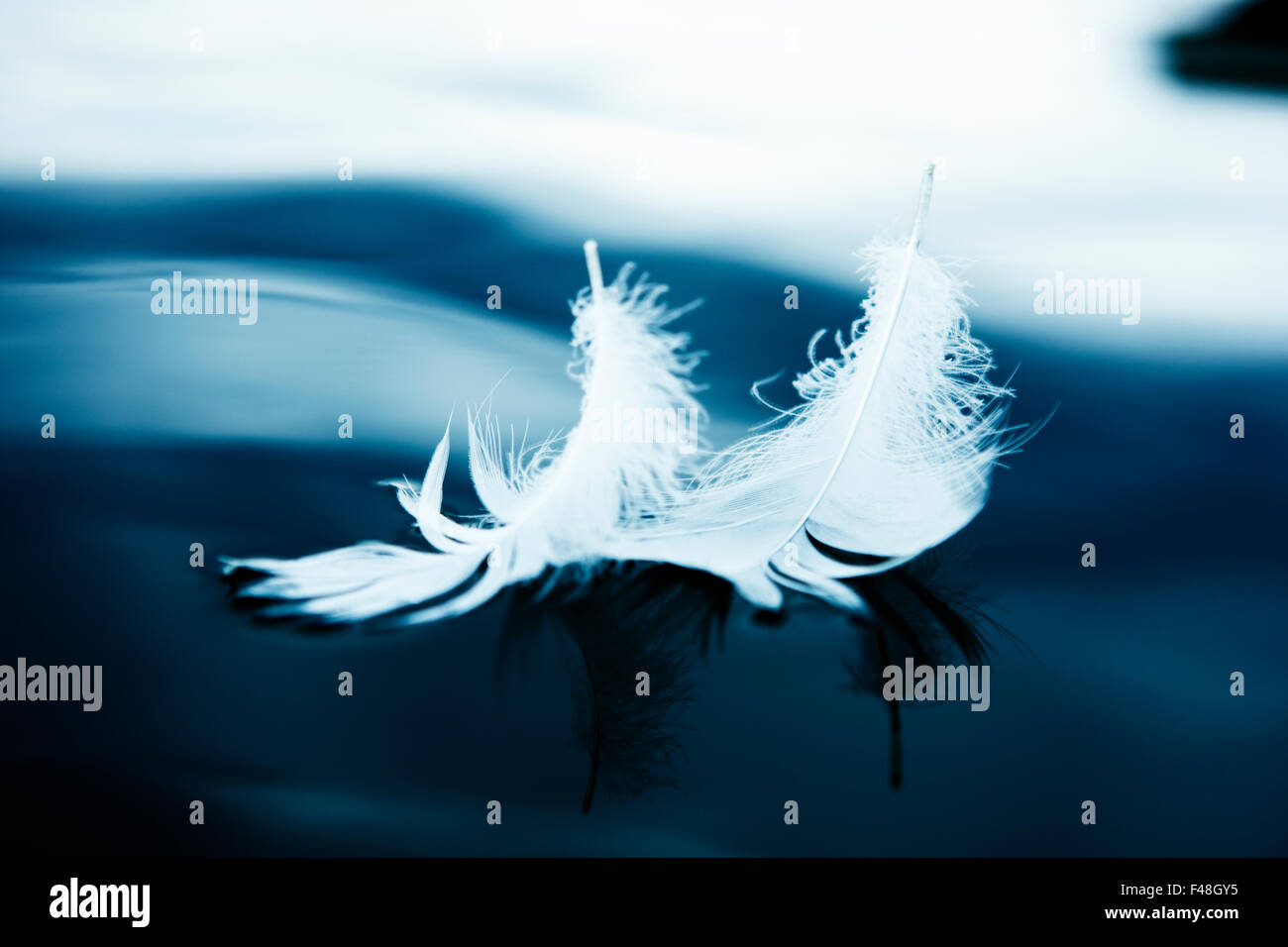 Feathers in water, Sweden Stock Photo - Alamy