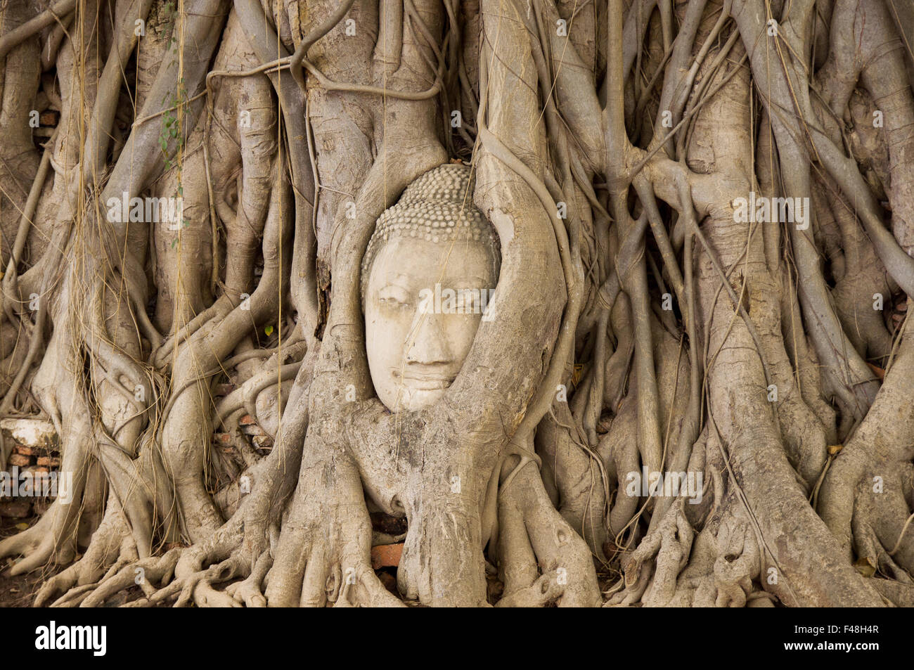 Tree root rock hi-res stock photography and images - Alamy