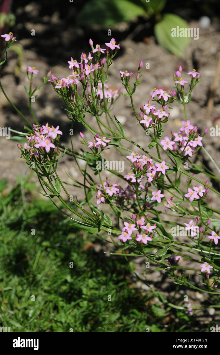 Um common hi-res stock photography and images - Alamy