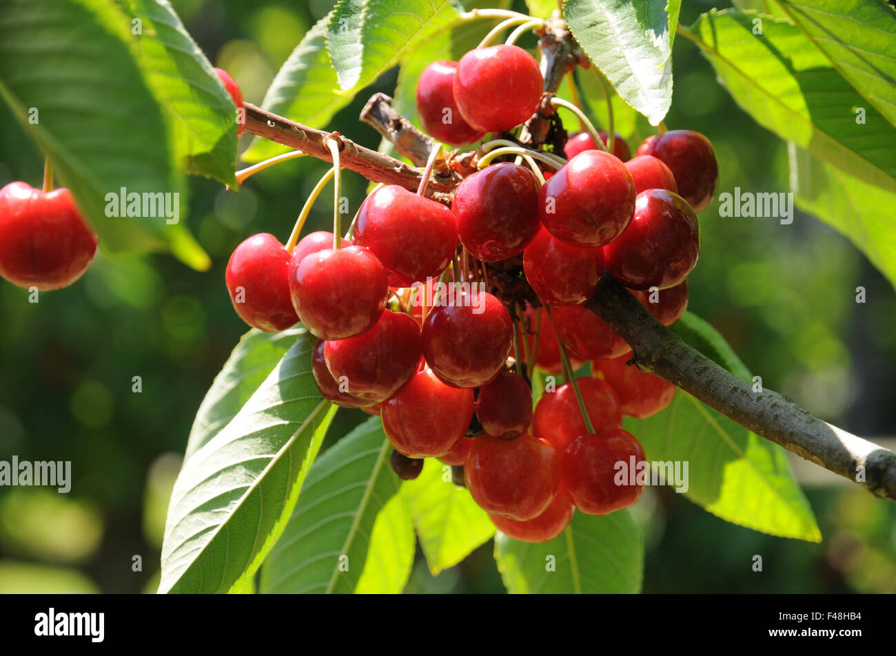 Lapins cherry hi-res stock photography and images - Alamy