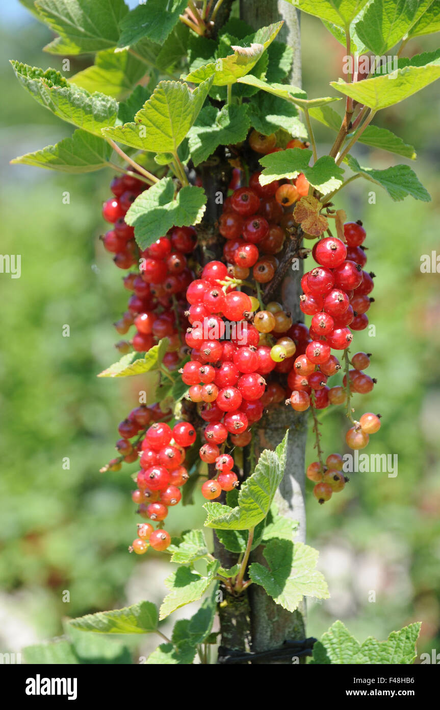 Red currant blossom hi-res stock photography and images - Alamy