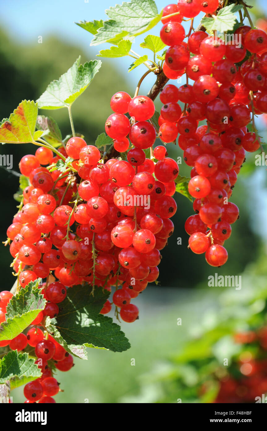 Redcurrants flowering hi-res stock photography and images - Alamy