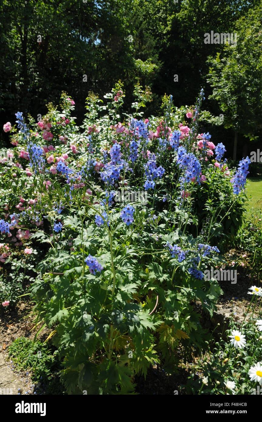 Delphinium Cultorum High Resolution Stock Photography and Images - Alamy