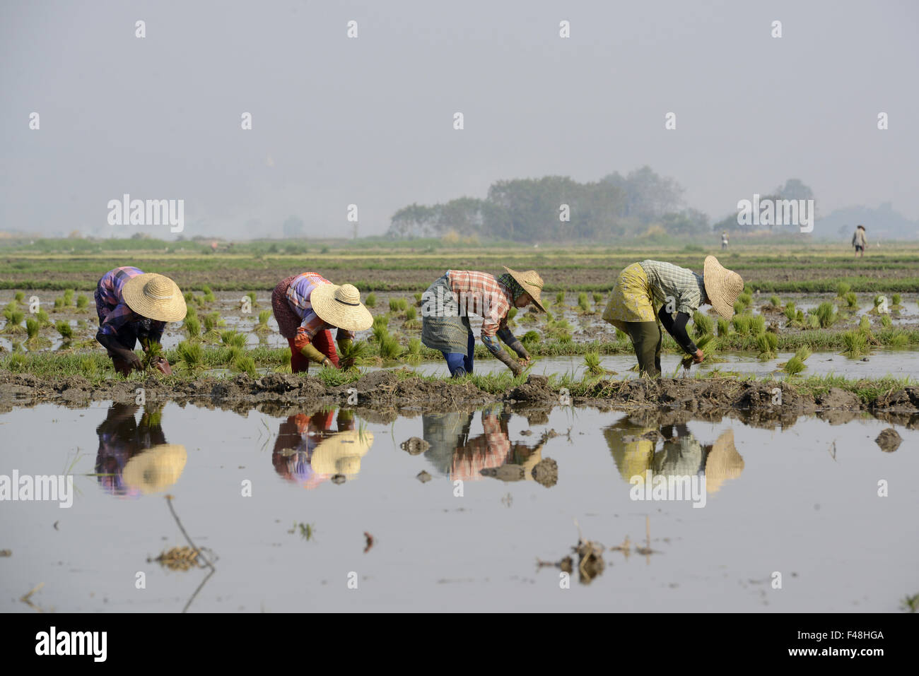 ASIA MYANMAR NYAUNGSHWE RICE FIELD Stock Photo - Alamy