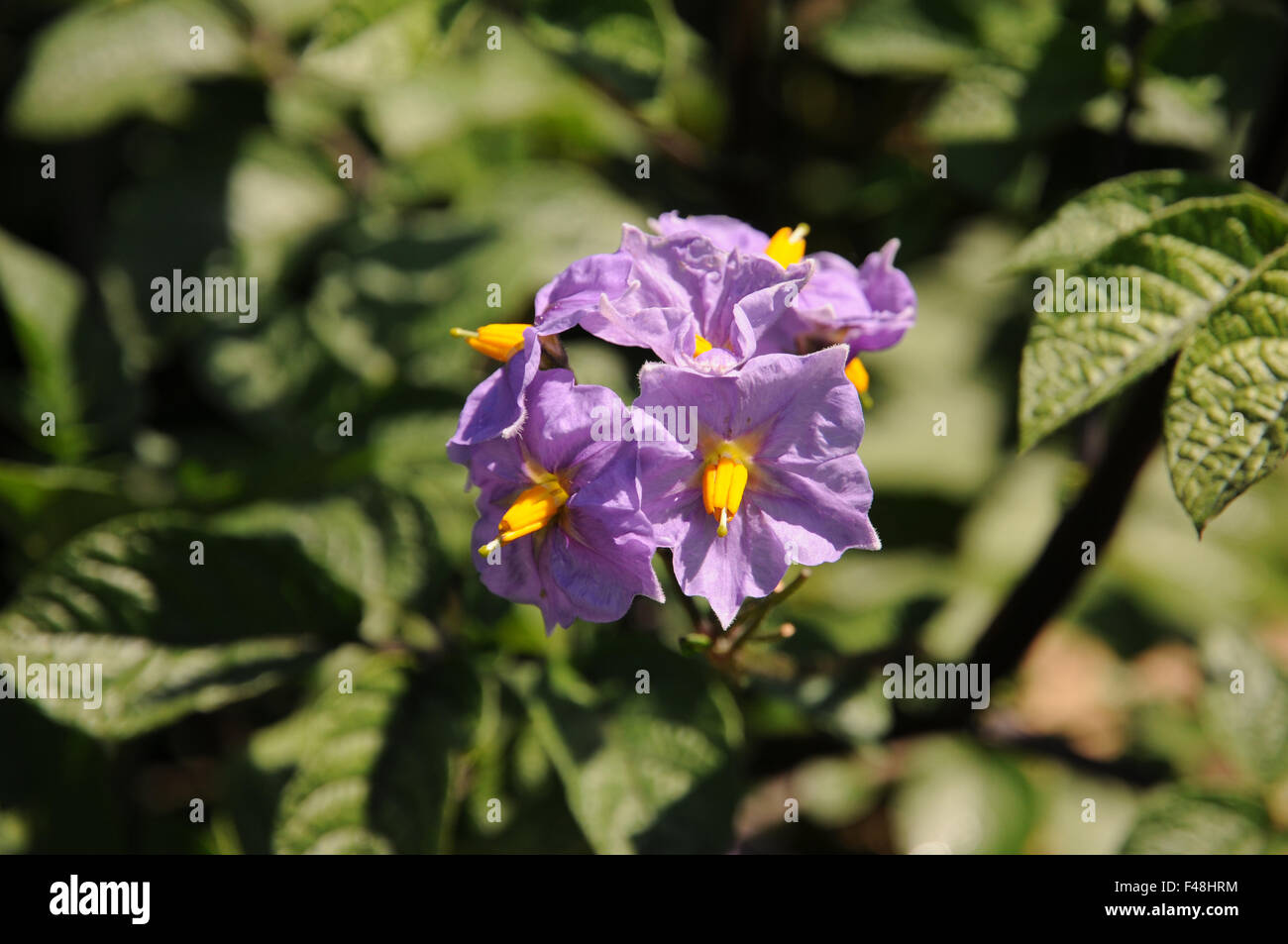 Blue flowering potato Stock Photo - Alamy